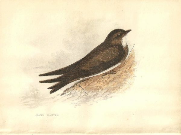 'Sand Martin' by Anne Pratt c.1853 - Welland Antique Maps